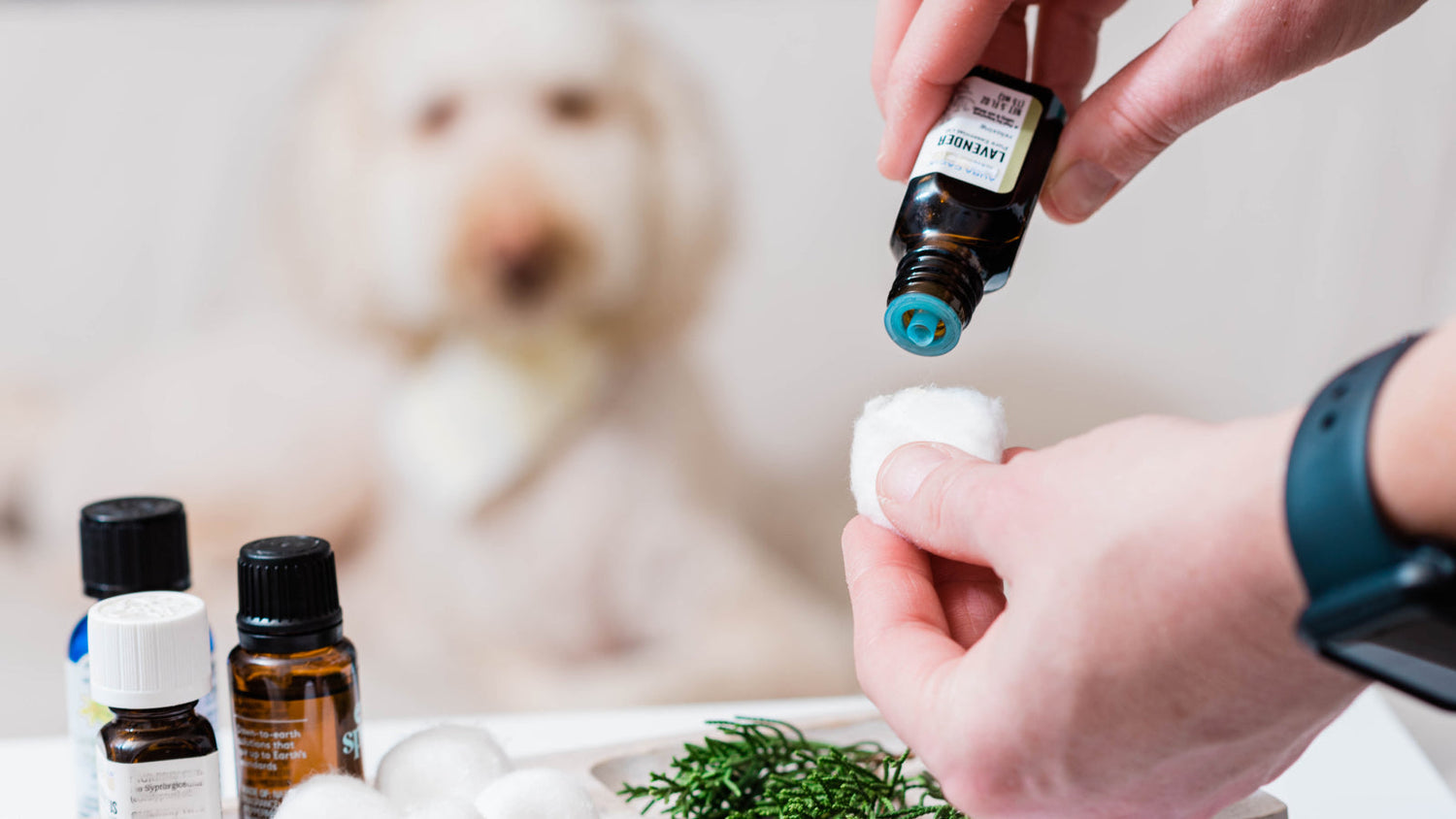 8 Essential Oils for Dogs | Wondercide