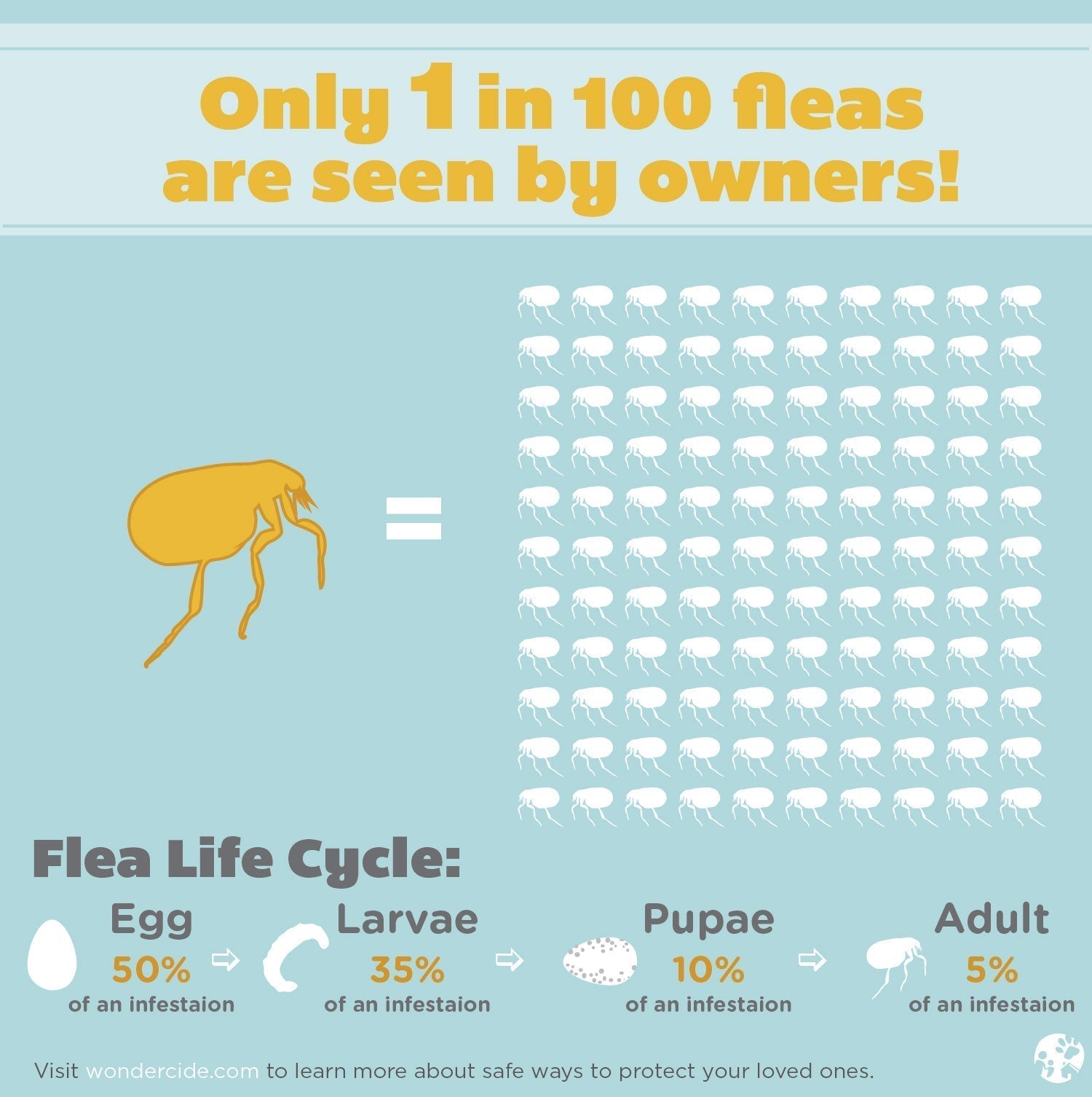 Flea Life Cycle Explained: Understanding Fleas in 4 Stages