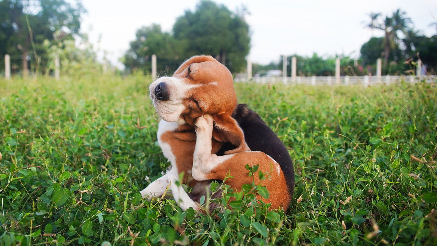 The WonderSide | Protect Your Pack® with Tips, Stories & Inspiration
